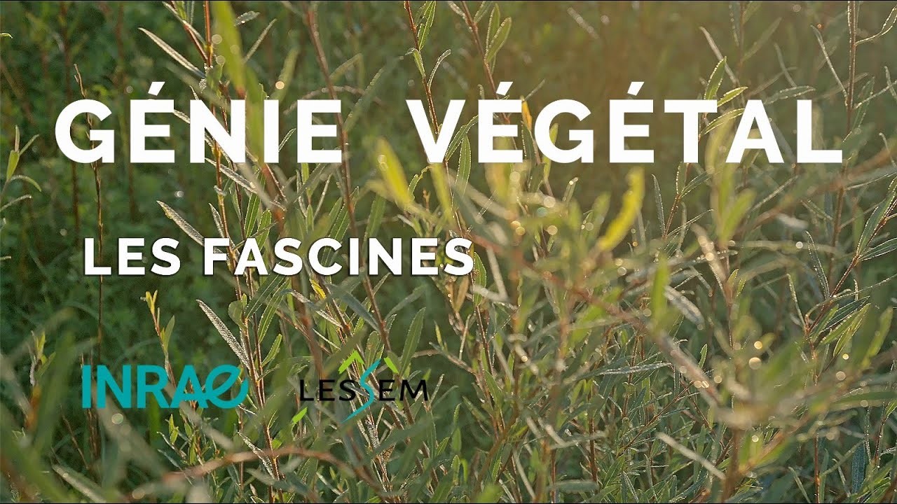 Vidéos - Génie végétal : Les fascines de ligneux - Veille Eau