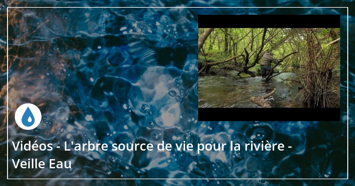 Vidéos - L'arbre source de vie pour la rivière - Veille Eau