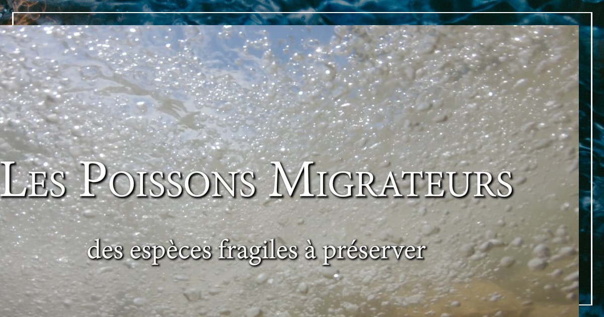 Vidéos - Les poissons migrateurs : des espèces fragiles à préserver ...