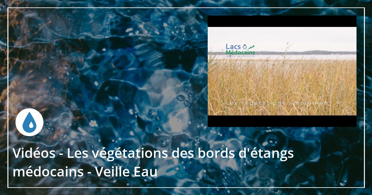 Vidéos - Les végétations des bords d'étangs médocains - Veille Eau